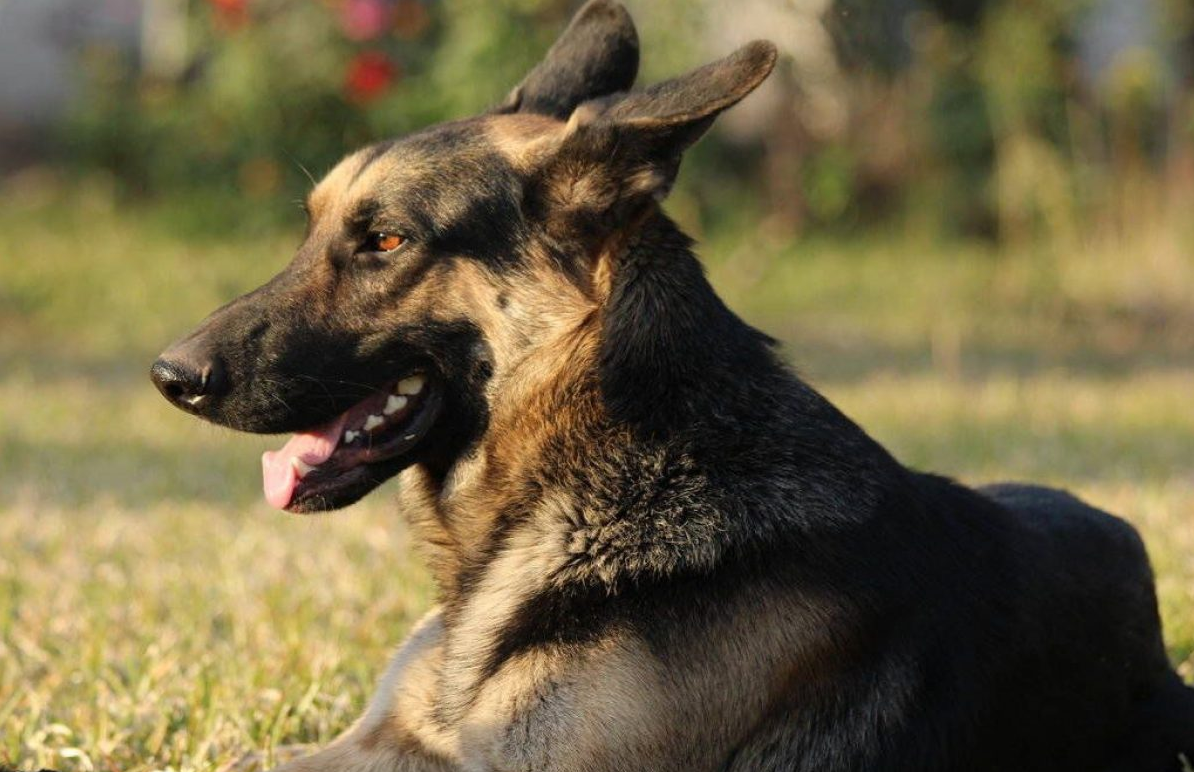 Perros detectores: héroes caninos que salvan vidas - Megafinde Otaku